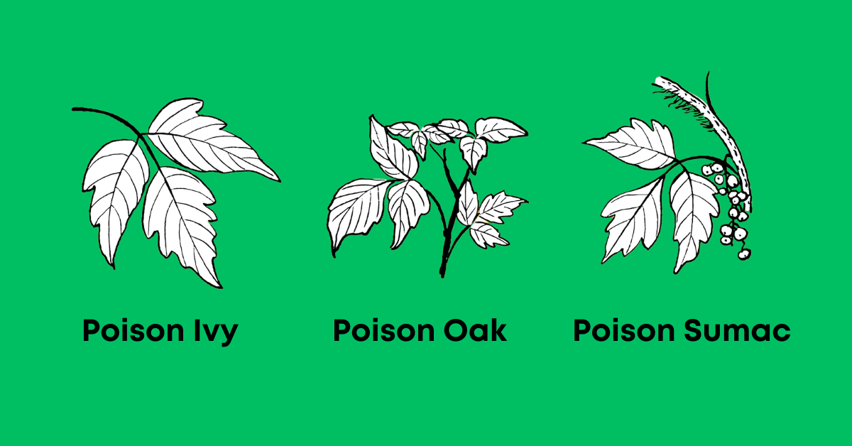 Watch Out for Poison Ivy, Poison Oak, Poison Sumac, and Other ...